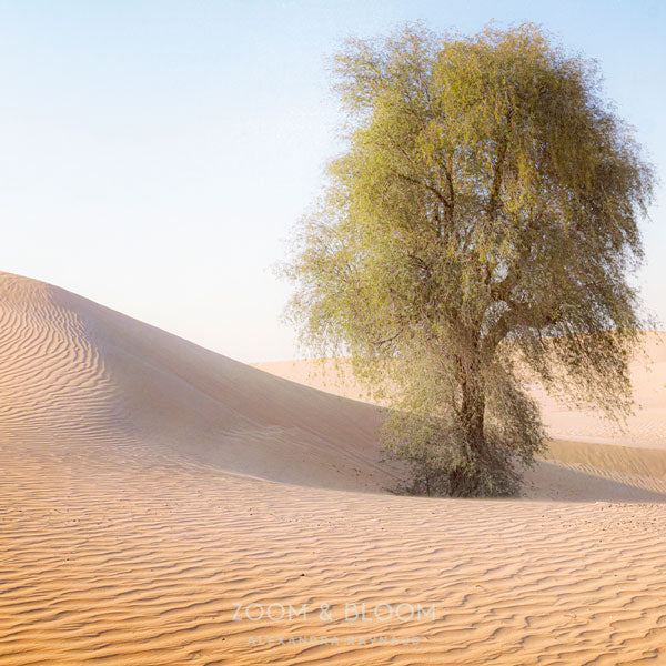 DESERT – Zoom&Bloom